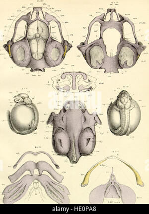 This work on comparative vertebrate anatomy covers the brain structures ...