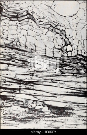 'The Structure and Development of Crown Gall' (1912) discusses the ...