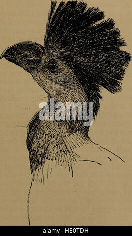 *The River Congo* (1895) describes the Congo River from its mouth to ...