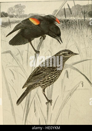 This guide focuses on the identification and study of common mushrooms ...