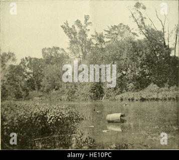 The American angler (1895 Stock Photo - Alamy