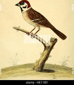 This 1731 work provides a detailed account of various bird species ...