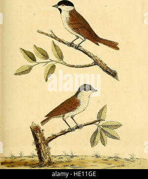 This 1731 work presents a detailed natural history of birds, featuring ...