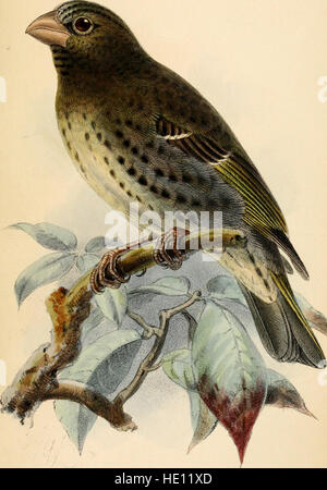 This comprehensive bird catalog provides descriptions of the various ...