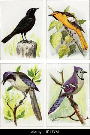 . The book of birds, common birds of town and country and American game ...