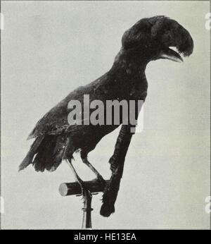 'The Bird, Its Form and Function' (1906) explores the anatomy and ...