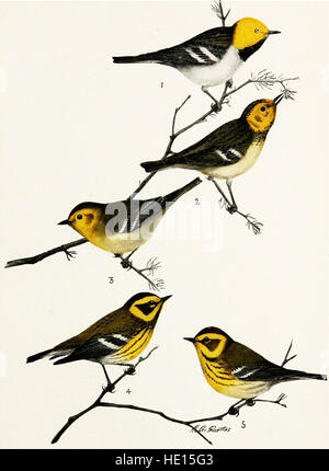 A comprehensive guide to the species of warblers found in North America ...