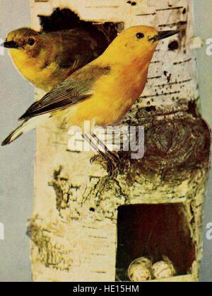 This 1897 monthly serial features color photographs of various bird ...