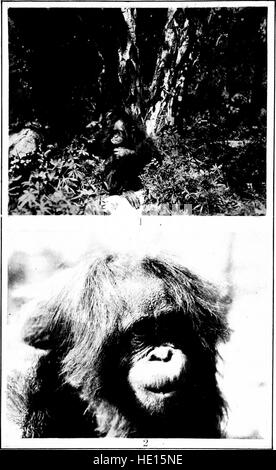 This 1916 study examines the mental and cognitive behaviors of monkeys ...