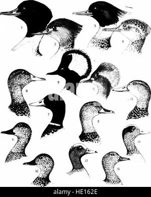 The Birds Of Eastern North America 1899 Is A Comprehensive Guide To