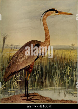 'Birds That Hunt and Are Hunted' (1905) examines bird species that ...