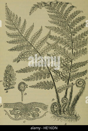 This botany textbook covers essential concepts in plant biology ...