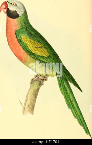 The work details rare and newly discovered cephalopods, including the ...