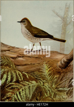 This 1900 guide to bird-life offers information on the identification ...