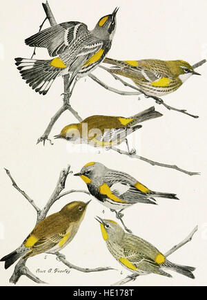 *The Warblers of North America* (1907) is an ornithological book that ...