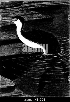 *The Bird, Its Form and Function* (1906) is a study on the anatomy and ...