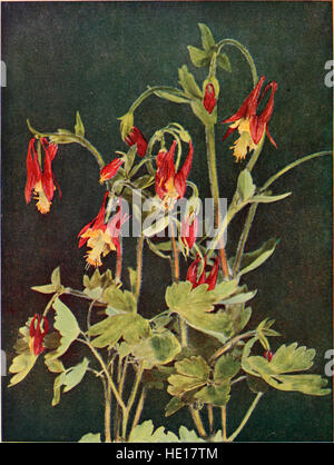 'Birds and Nature' (1900) explores various bird species and their ...