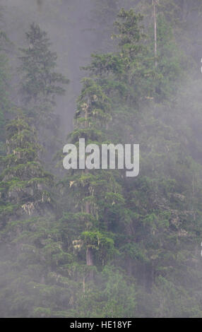 Western hemlock trees in old growth forest near Qualicum Falls ...