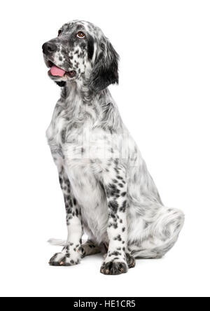 Blue belton English setter puppy, Belle, 16 weeks, sitting and looking ...