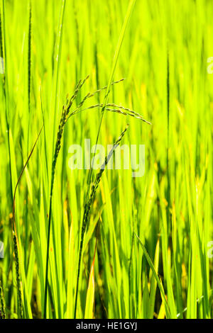 A rice field with rice almost ready for the harvest on Java Island in ...