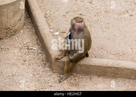 Yellow baboon playing with a smartphone in a zoo Stock Photo - Alamy