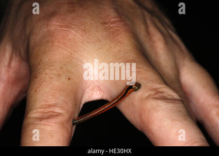 Tropical land leech/ jawed land leech (Haemadipsa sp.) sucking some ...