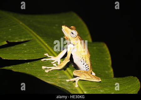 Bornean Eared Frog (Polypedates otilophus) eye, Danum Valley ...