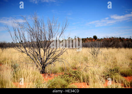 Native plants at Uluru, Alice Spring, Yulara Stock Photo: 129147120 - Alamy