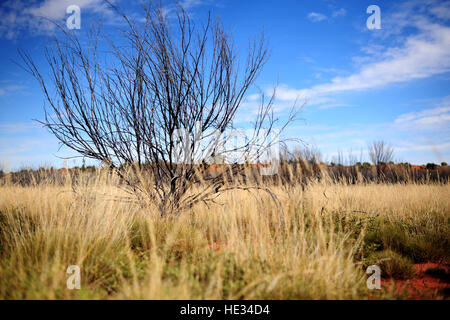 Native plants at Uluru, Alice Spring, Yulara Stock Photo - Alamy