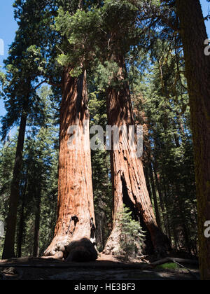 Giant Sequoias Trees or Sierran redwood (Sequoiadendron giganteum ...