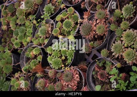 Sempervivum. Houseleek plants in pots for sale at the RHS Wisley autumn ...