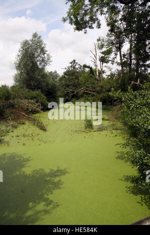 Water covered with green algae. River green algae bloom background ...