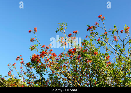 Australian flame tree (Brachychiton acerifolius, Sterculia acerifolia ...