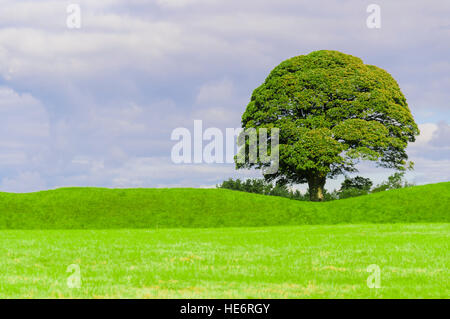 tree on earthwork, Giant's Ring, Lagan valley, Belfast, Northern ...