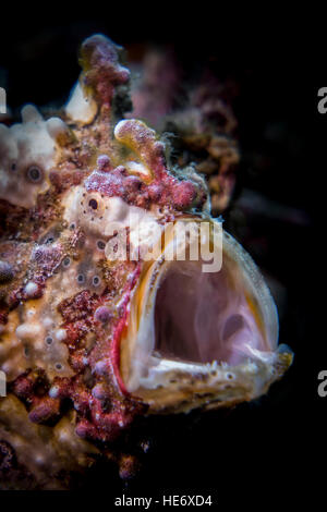 Yawning Warty Frogfish, Antennarius maculatus, Laha dive site, Ambon ...