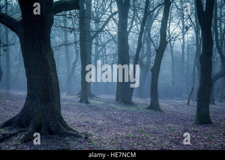 Beautiful misty forest near Rookery in London Stock Photo - Alamy