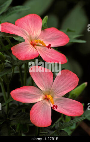 Abelmoschus moschatus, musk mallow Stock Photo - Alamy