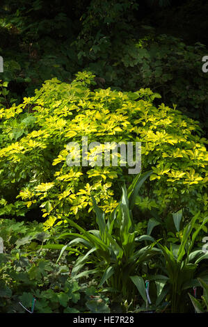 Yellow Choisya Ternata Sundance Garden Shrub Shrubs Plant Plants Stock ...