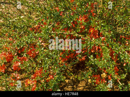 Beautiful Red, Chaenomeles speciosa, Flower, Spring, Flowering, Blooms ...