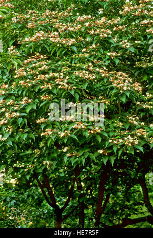 Harlequin glorybower, (Clerodendrum trichotomum) , tree, blooming Stock ...