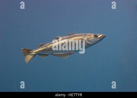 Pollack, Polack, Steinköhler, Pollachius pollachius, green pollack ...