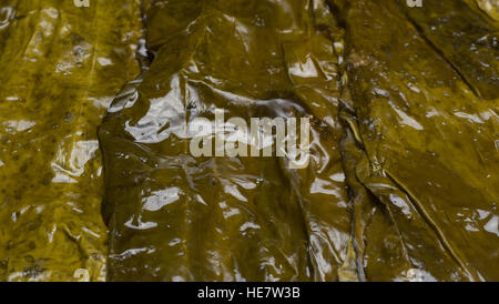 Laminaria or "seaweed" - born from the class of brown algae. Many ...
