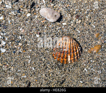 beautiful texture wave pattern shell surface under the microscope Stock ...