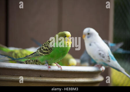 Budgie feeding among a flock Stock Photo - Alamy