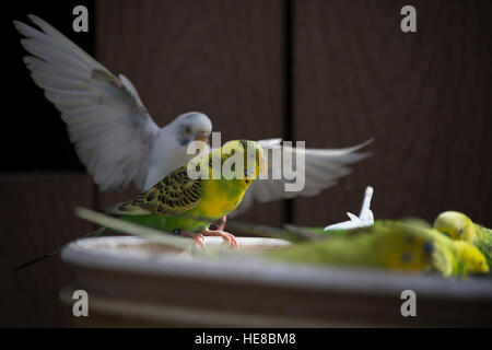Budgie feeding among a flock Stock Photo - Alamy