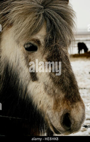 A vertical shot of the face of a brown horse in a shed Stock Photo - Alamy