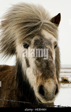 A vertical shot of the face of a brown horse in a shed Stock Photo - Alamy