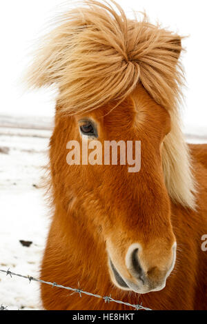 A vertical shot of the face of a brown horse in a shed Stock Photo - Alamy