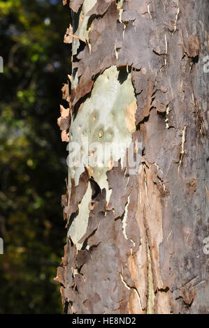 Smooth bark of Corymbia citriodora tree contrasted against clear blue ...