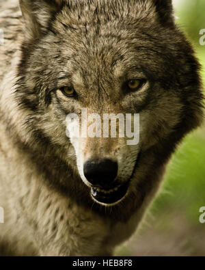 U.S. Air Force 742nd Missile Squadron missileers practice in a missile ...